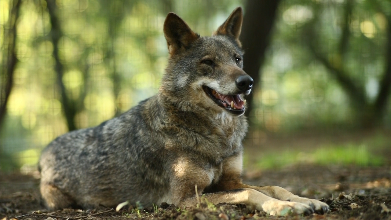A Xunta insta ao Goberno a reconsiderar a protección do lobo - G24