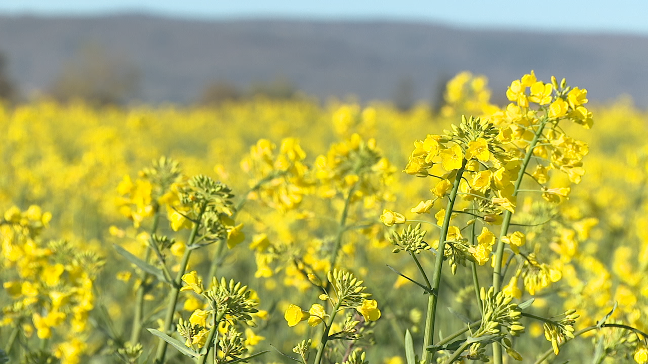 O cultivo da colza esténdese na Limia, onde multiplican por catro o ...