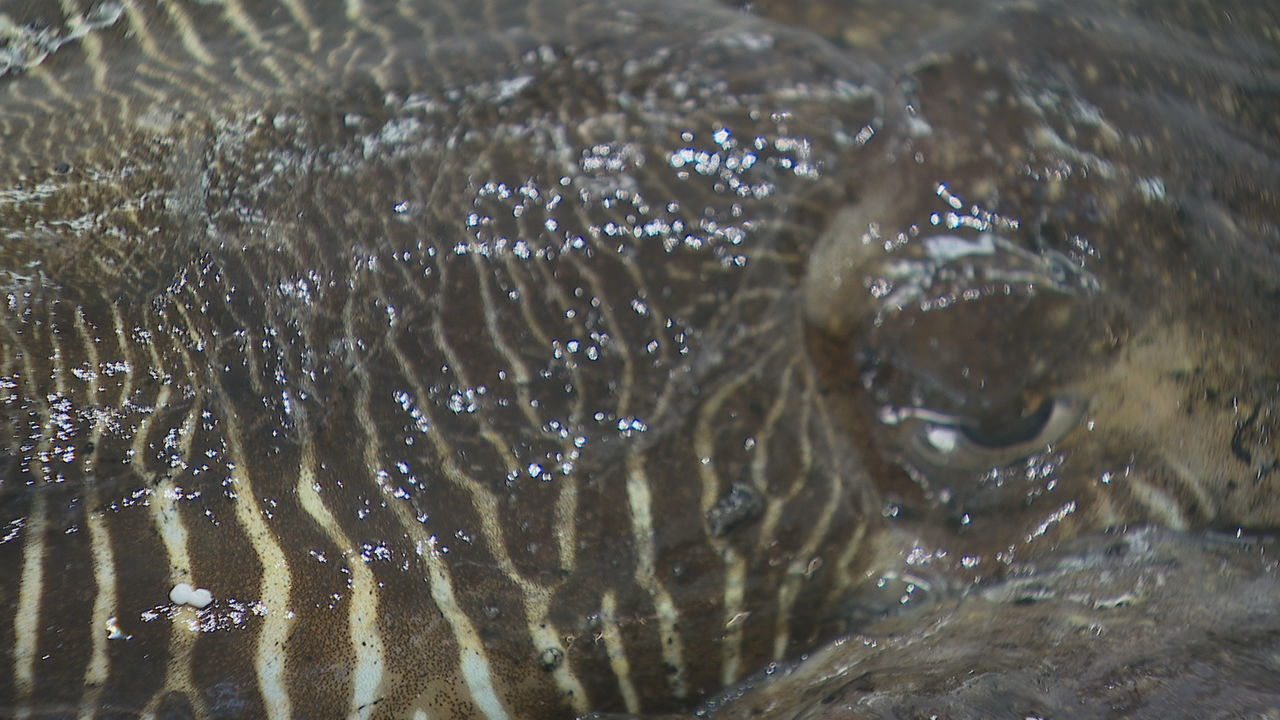 A Xunta amplía a campaña do choco de Redondela ata o 19 de xullo - G24